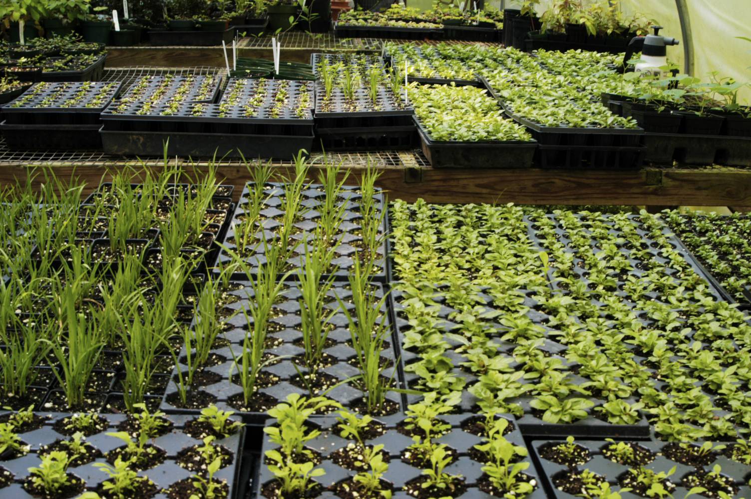 Welcome to our Native Plant Community!