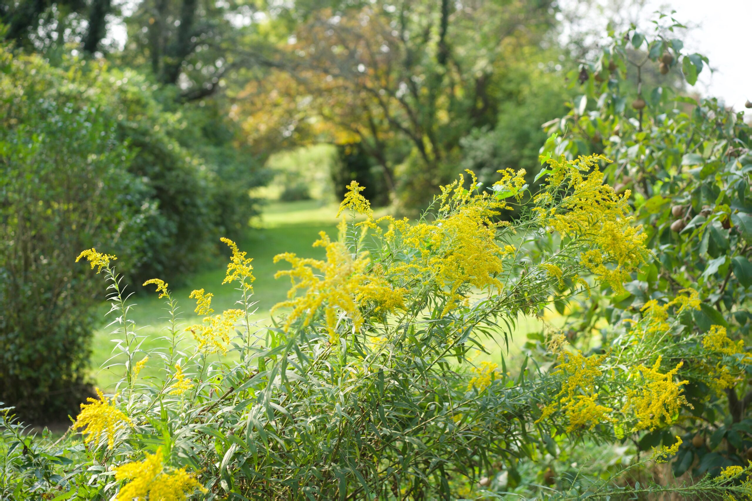 Welcome to our Native Plant Community! - Wild Ones Greater Baltimore ...